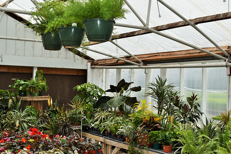 Our Greenhouse | Stutzmans Greenhouse & Garden Centers