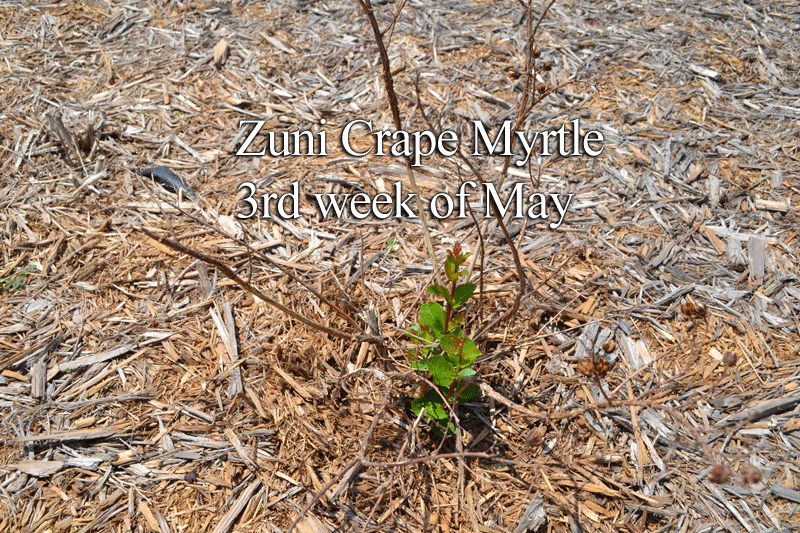 Crepe Myrtle is a late sprouting plant and here's why