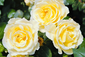 Phosphorus - Stutzmans Greenhouse & Garden Centers