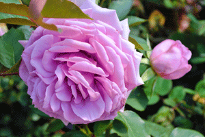 Phosphorus - Stutzmans Greenhouse & Garden Centers