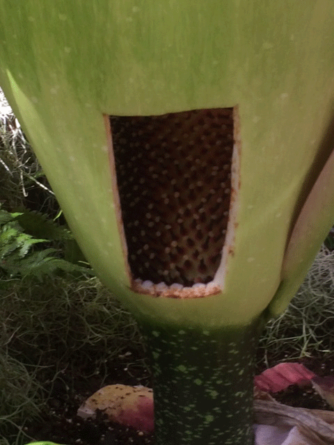 The Stinky Flower - Stutzmans Greenhouse & Garden Centers