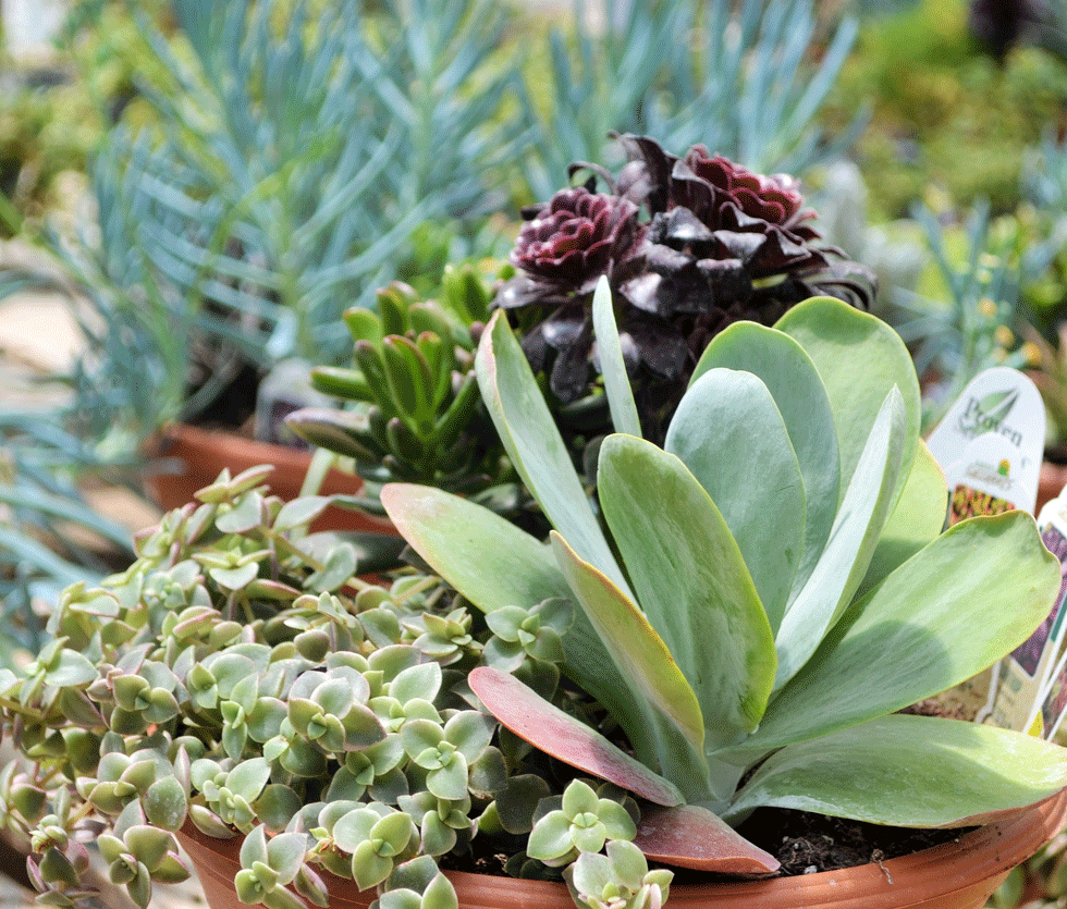 14 Ways to Save Water in Your Garden - Stutzmans Greenhouse & Garden ...