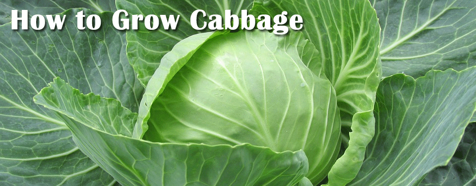 Growing Cabbage - Stutzmans Greenhouse & Garden Centers