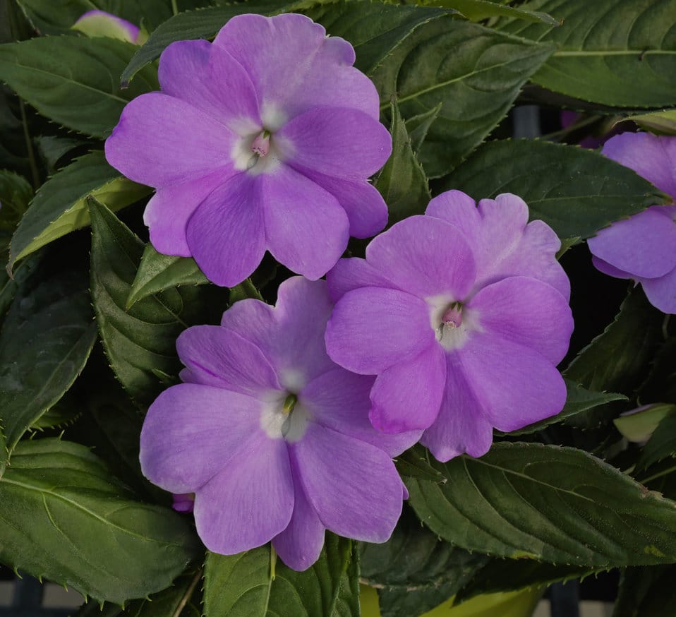 Impatiens - Stutzmans Greenhouse & Garden Centers