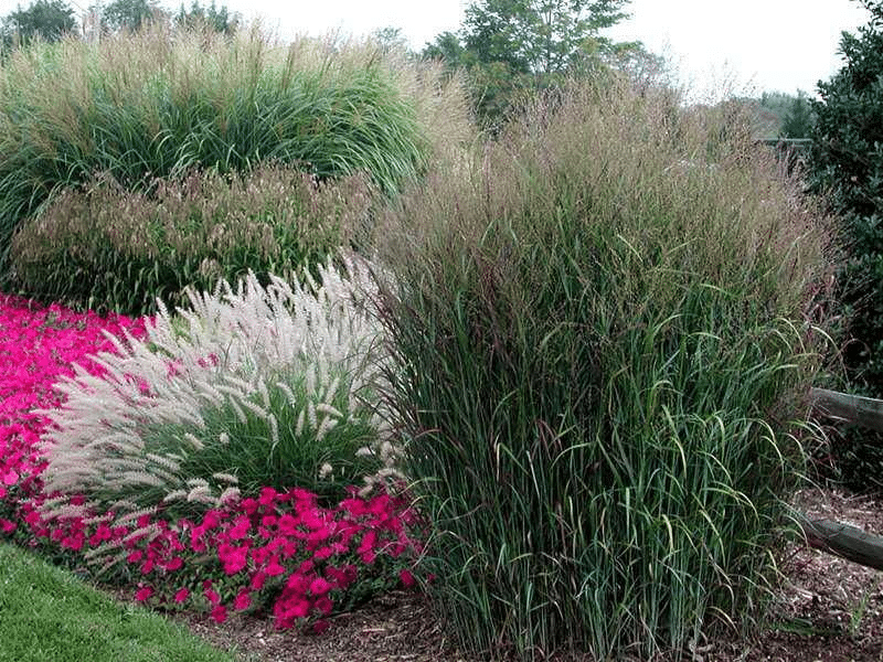 Pruning Grasses - Stutzmans Greenhouse & Garden Centers