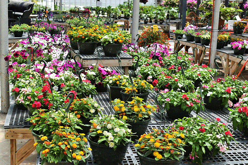 Our Greenhouse - Stutzmans Greenhouse & Garden Centers